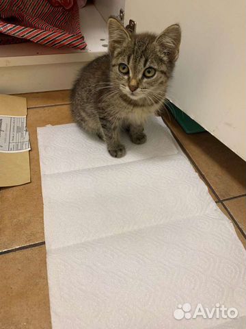 Котенок в добрые руки