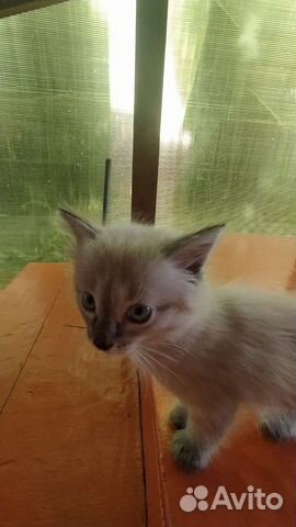 Сиамская кошка