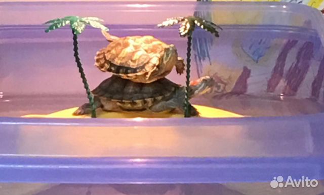 Отдам двух красноухих черепах