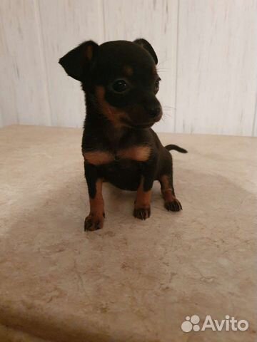 Собаки Чихуахуа-Той-терьер