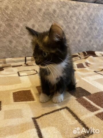 Кошка