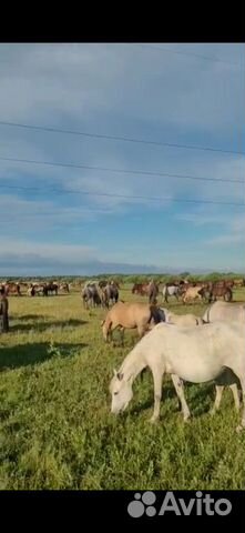 Лошади тяжеловозы