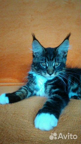 Домашняя рысь