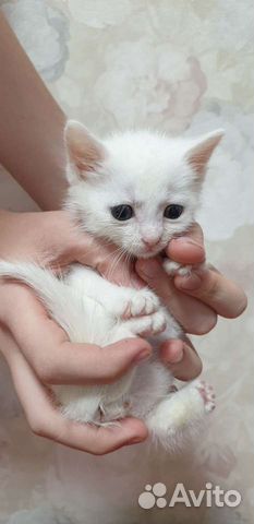 Кошки породистые бесплатно