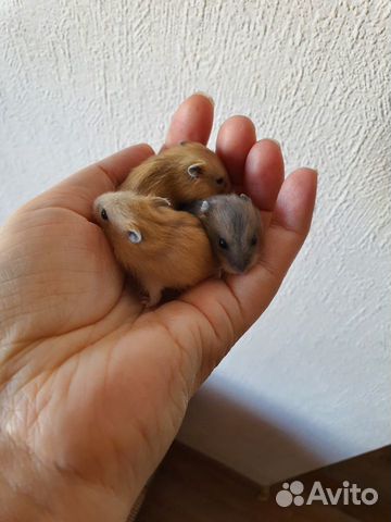 Джунгарские хомячки бесплатно