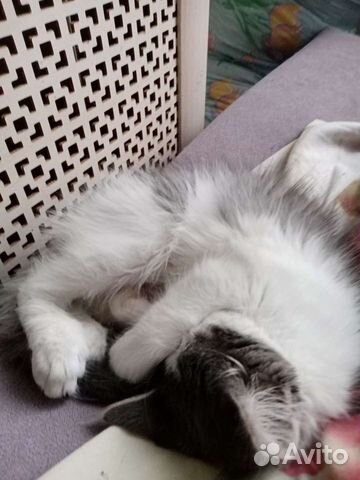 Кошки бесплатно