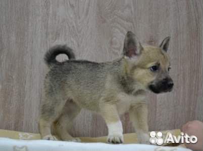 Щенок маленькой собачки Лилли