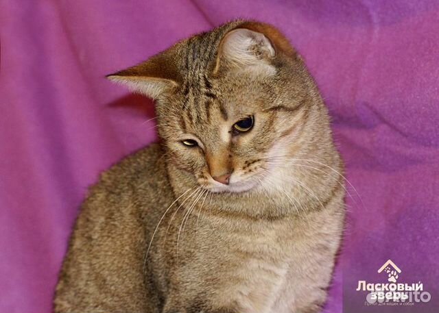 Прелестной Монике очень хочется обрести дом