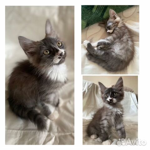 Котенок серенький девочка ищет дом