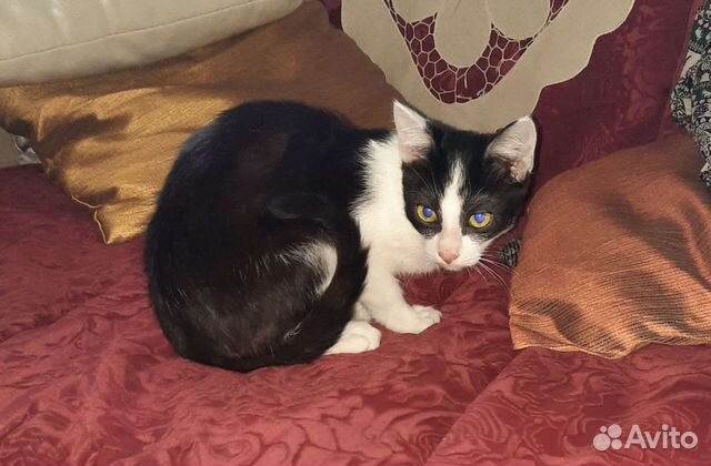 Котенок девочка Мими