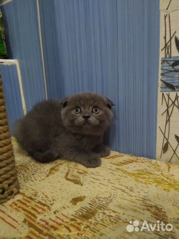 Шотландская вислоухая