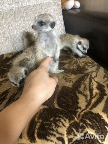 Продам сурикатов