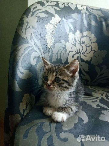 Котёнок мальчик 1.5 месяца