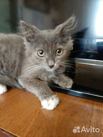 Котенок -мальчик в добрые руки