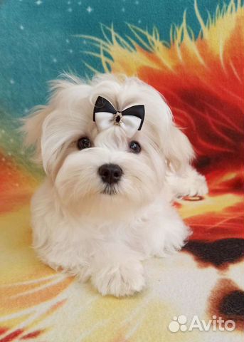 Белоснежный красавчик