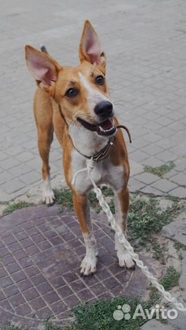 Ириска в добрые руки