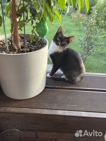4 котенка маркиза ищут дом