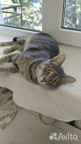 Котик подросток 6 месяцев
