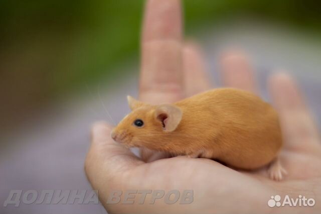 Декоративные мыши девочки, сатины и несатины