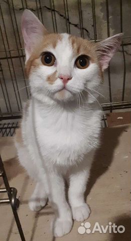 Кекс отдам в добрые руки. Доставка