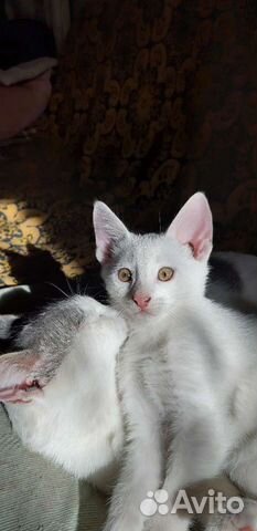 Кошка в дар