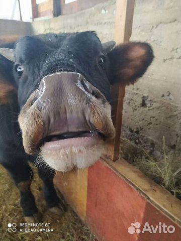 Бык 2 года
