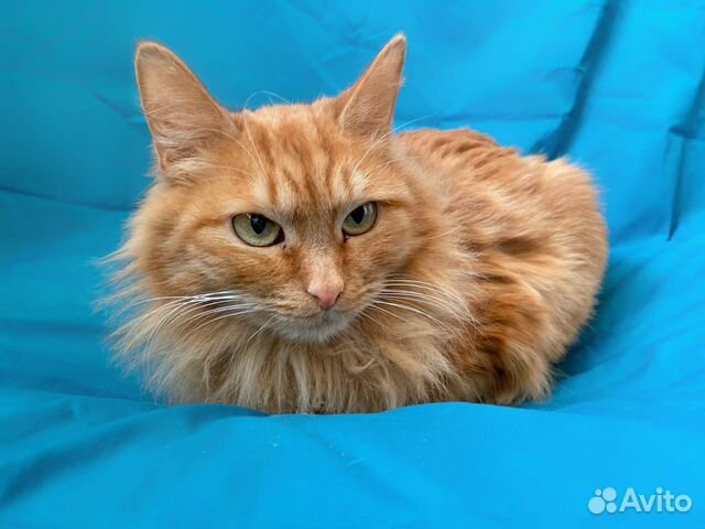 Рыжая кошка в добрые руки