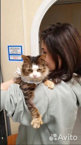 Ищет дом миниатюрная кошка Пуся