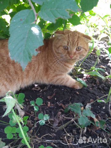 Котик в добрые руки