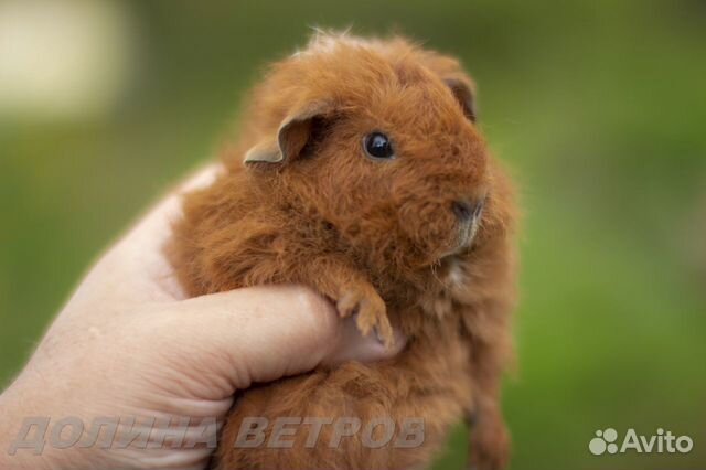 Морская свинка девочка, золотая с белым