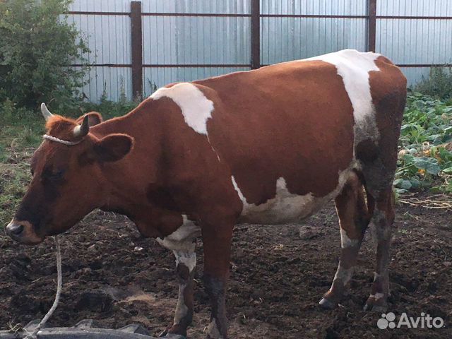 Коровы стельные, молочные