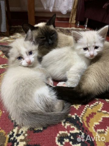 Сиамские котята