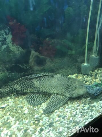 Парчовый сом