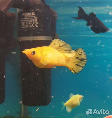 Самец молинезии