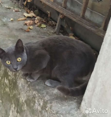 Котëнок ищет добрые ручки