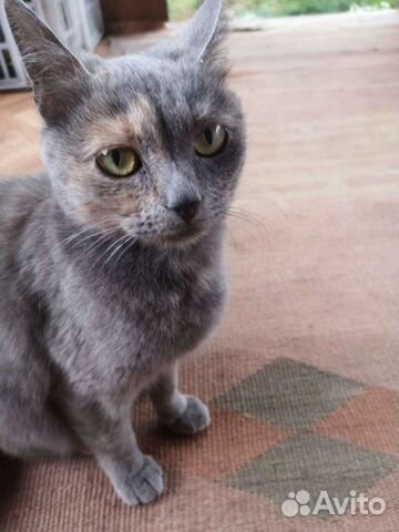 Русская голубая брошенная на даче