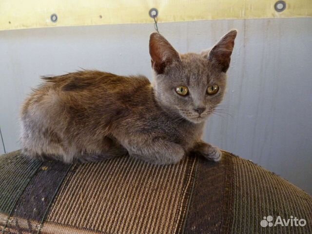 Котята заберите