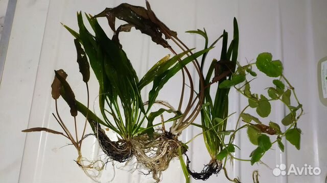 Водоросли для аквариума, сом плекостомус 1 шт