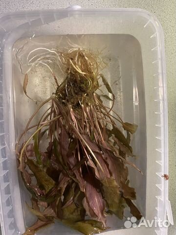 Криптокорина