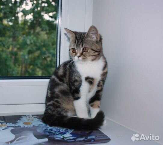 Нарядный шотландский мраморный котёнок девочка