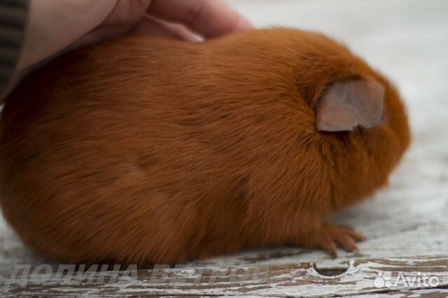 Морская свинка мальчик английский селф золотой