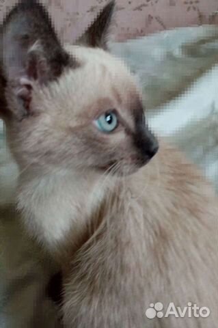 Сиамские котята бесплатно (подарю)