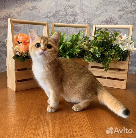 Котенок золотого окраса