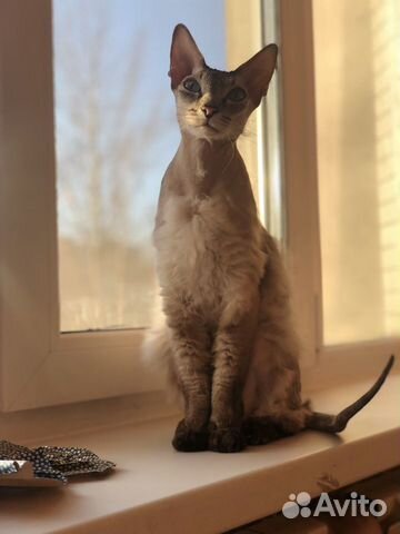 Котик Сэм, «сфинкс»