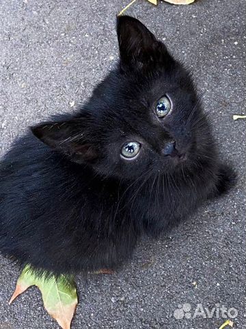 Котенок Арни