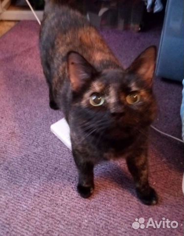 Кошка Фифа ищет дом