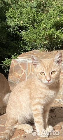 Котёнок