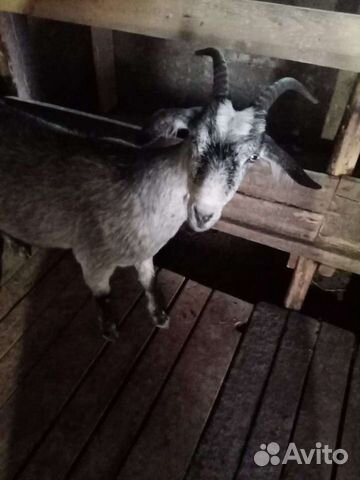 Козы дойные