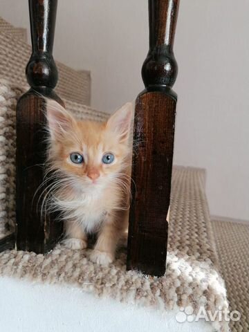 Котенок- мальчик 2 мес ищет дом