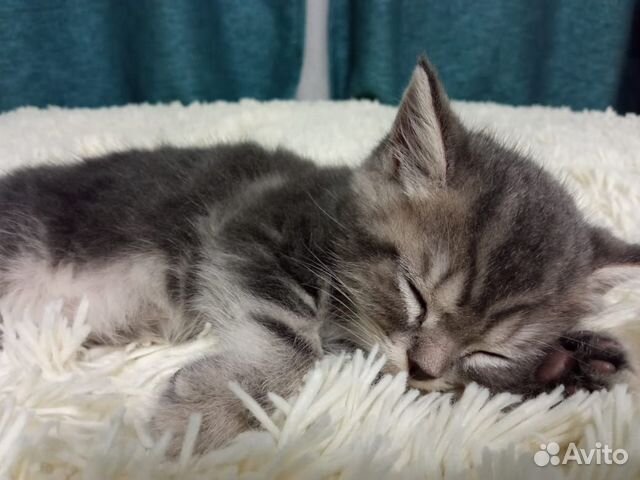 Котёнок британец 2 мес
